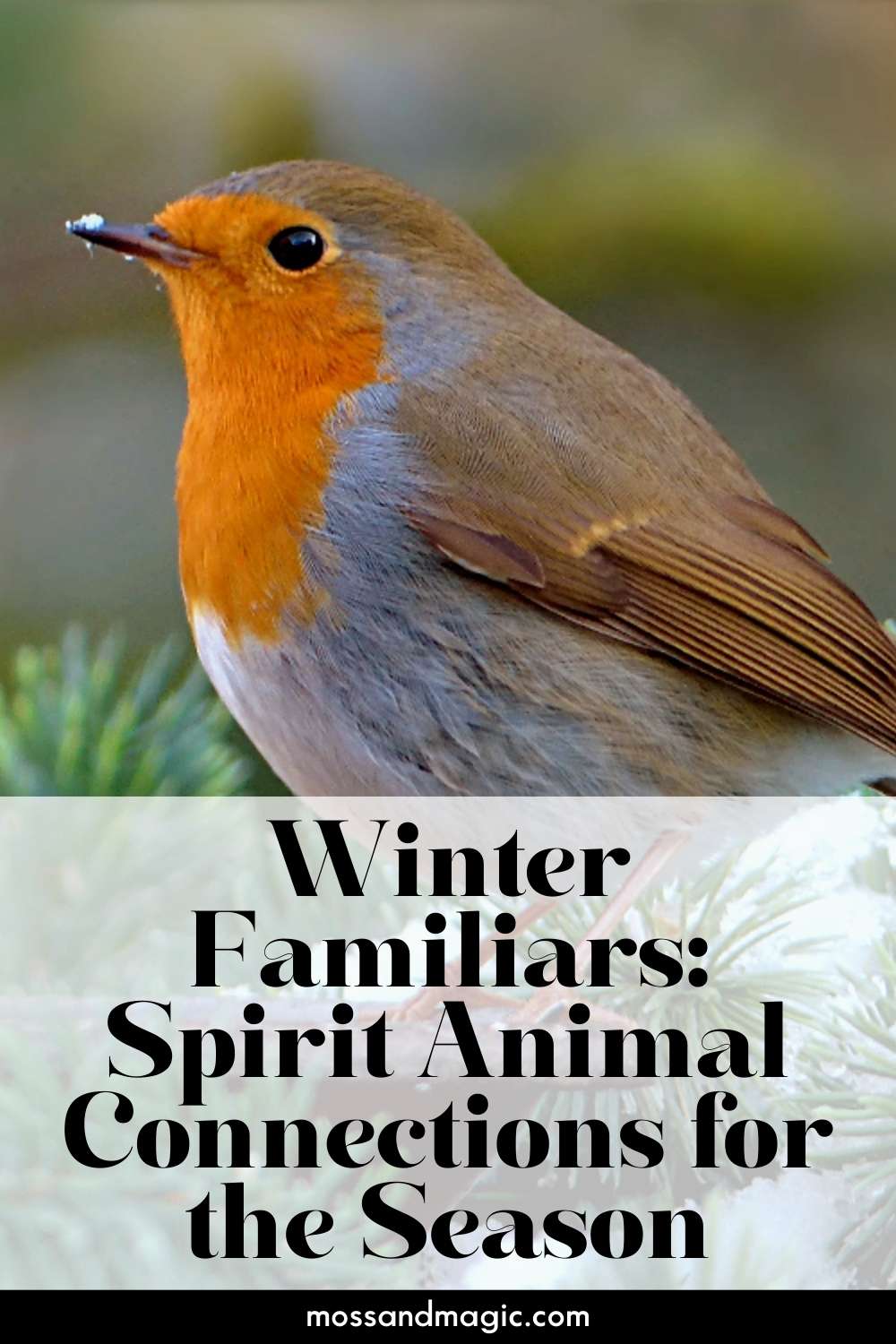 Winter Familiars: Spirit Animal Connections for the Season – Moss & Magic