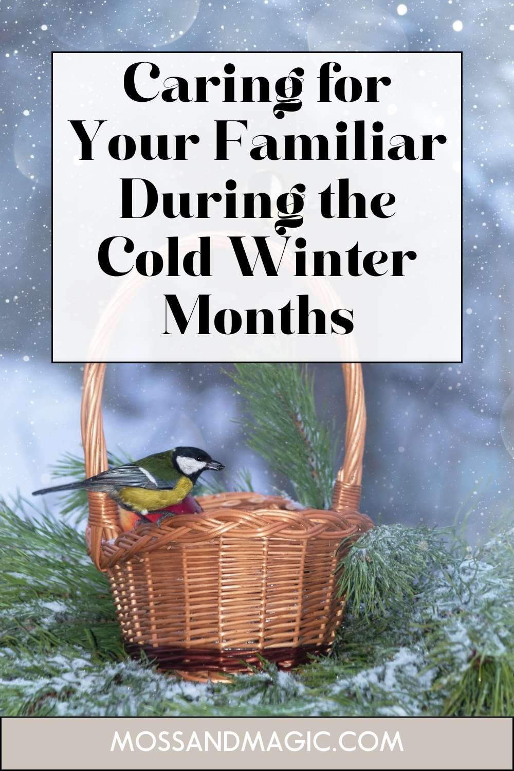 Caring for Your Familiar During the Cold Winter Months – Moss & Magic