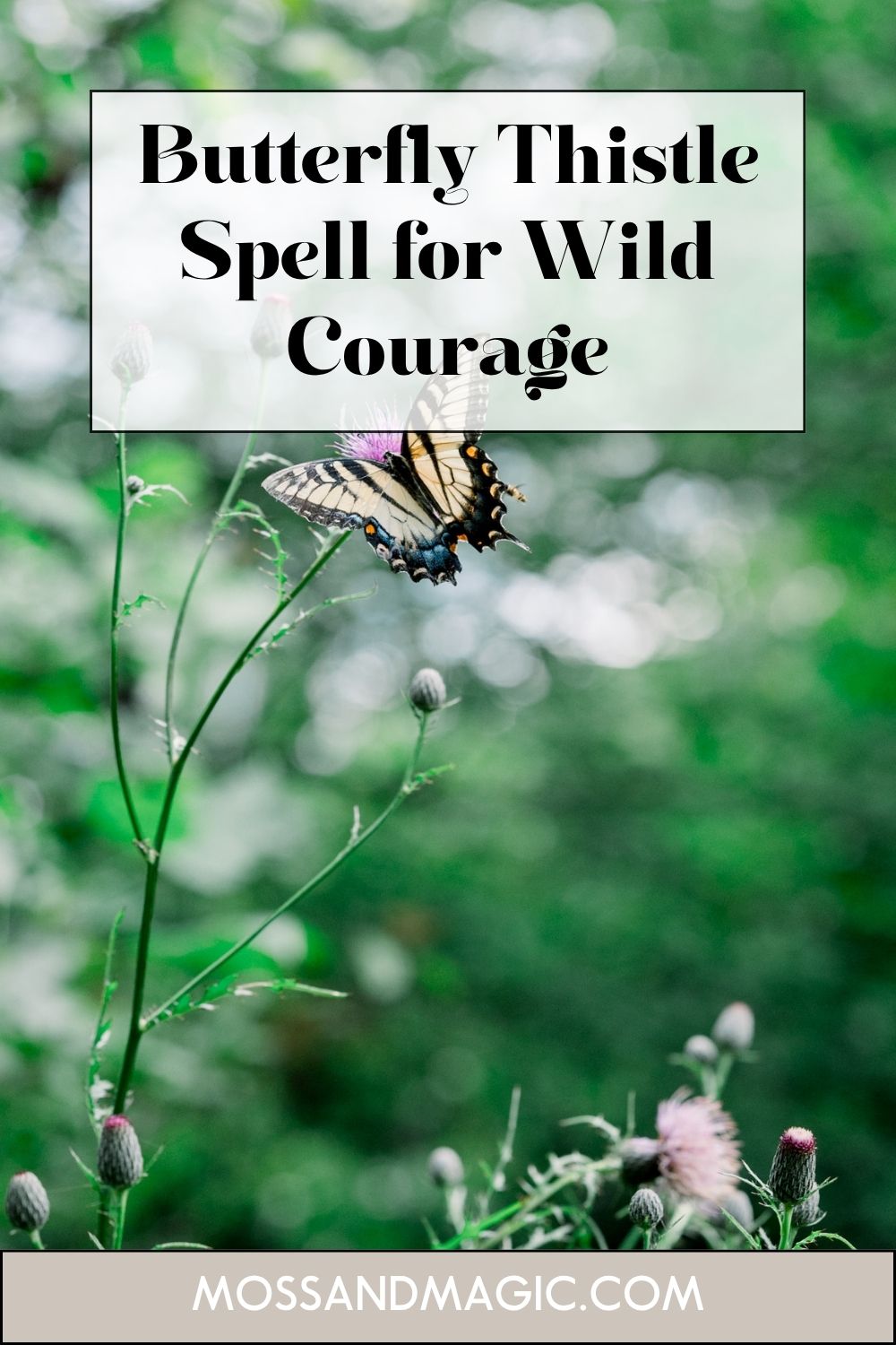 Butterfly Thistle Spell for Wild Courage – Moss & Magic